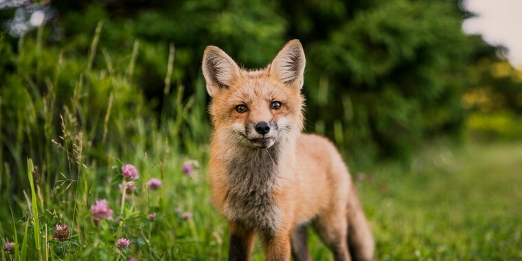 Join the All Animals Photo Contest Give Back Series and win Donation ...